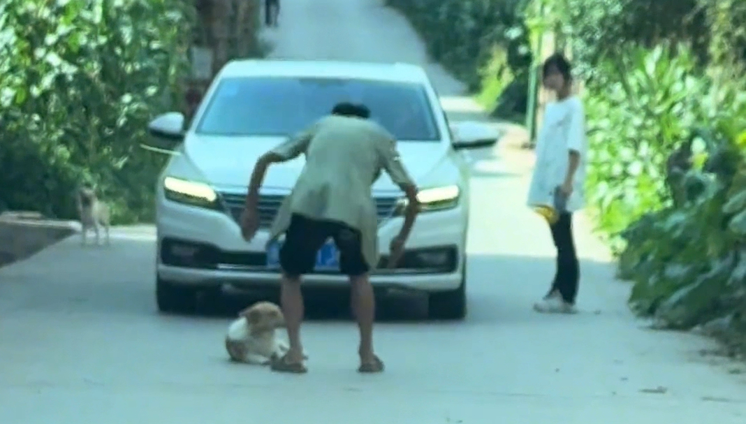 Life Lesson 1: Good dogs don’t block the way! - BiliBili