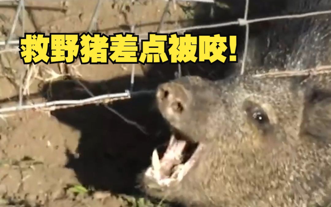 Nearly Got Bitten While Trying to Save a Wild Boar! - BiliBili