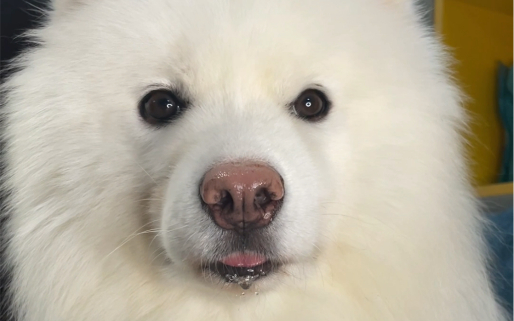 Is it because we drool so much that we just don’t look cute? Time to do ...