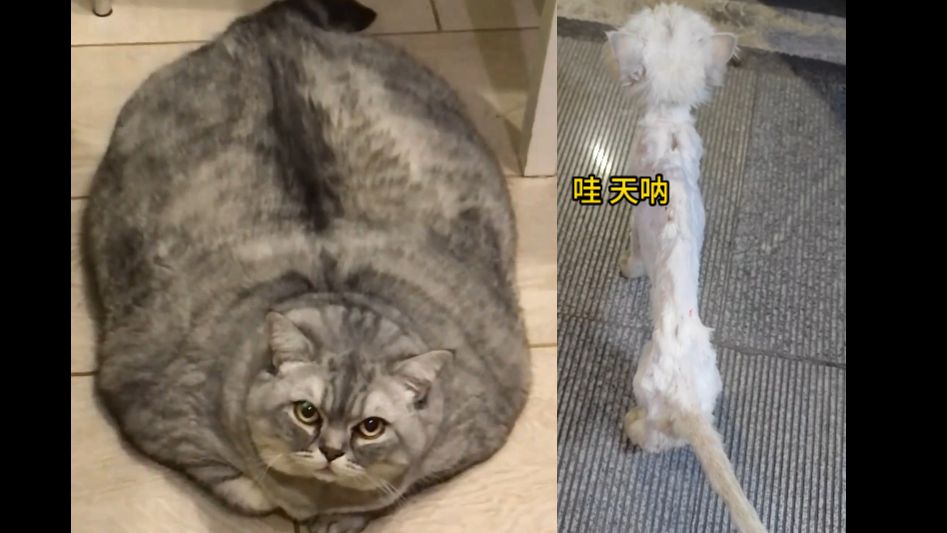 Chumen’s Chubby Baby, Lu You Ha Ji Mi (BGM: Ruo Shui San Ha) - BiliBili