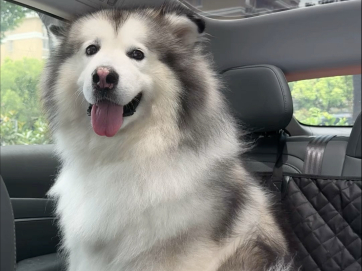 A Quiet, Everyday Life with Big-Butt Tiger - BiliBili