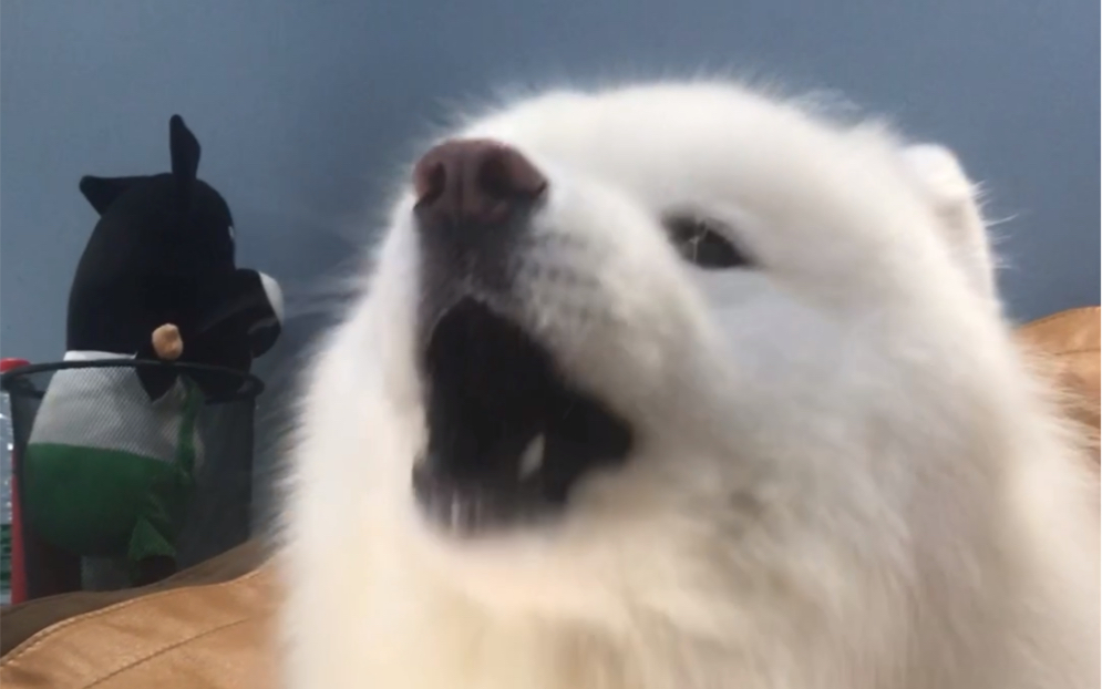 Chatty little doggie! - BiliBili