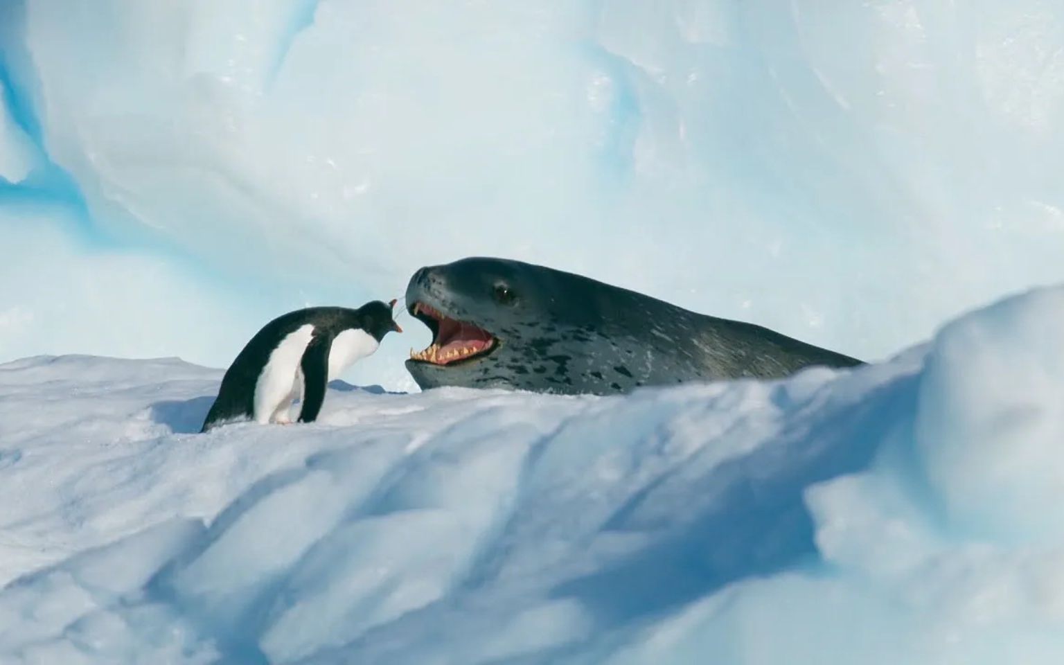 【BBC】Thrilling Penguin Chase! - BiliBili