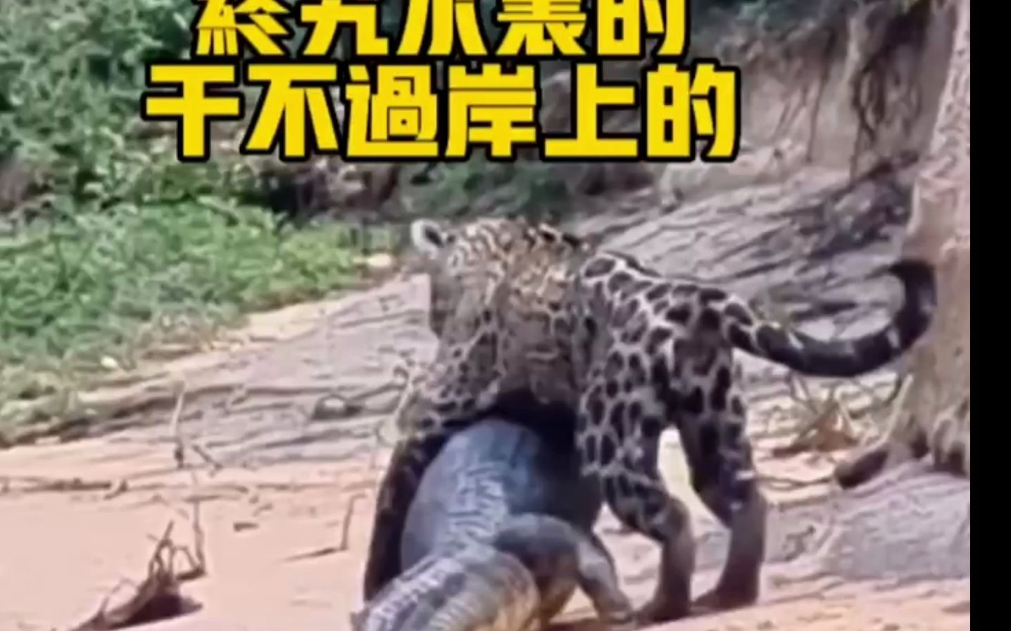 Close-Up Look at a Leopard Hunting! - BiliBili