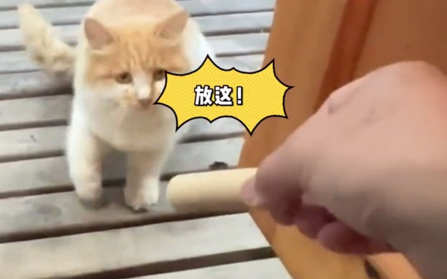 Man quietly feeds stray kitten for two years, but still won’t let ...