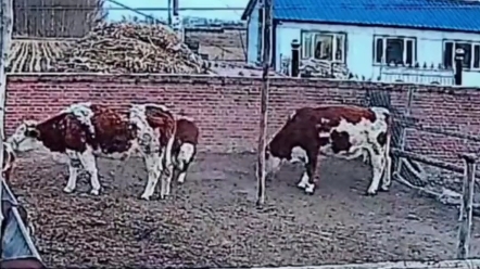 Run-up, jump, takeoff—all in one smooth motion—and it scared Mom so bad ...