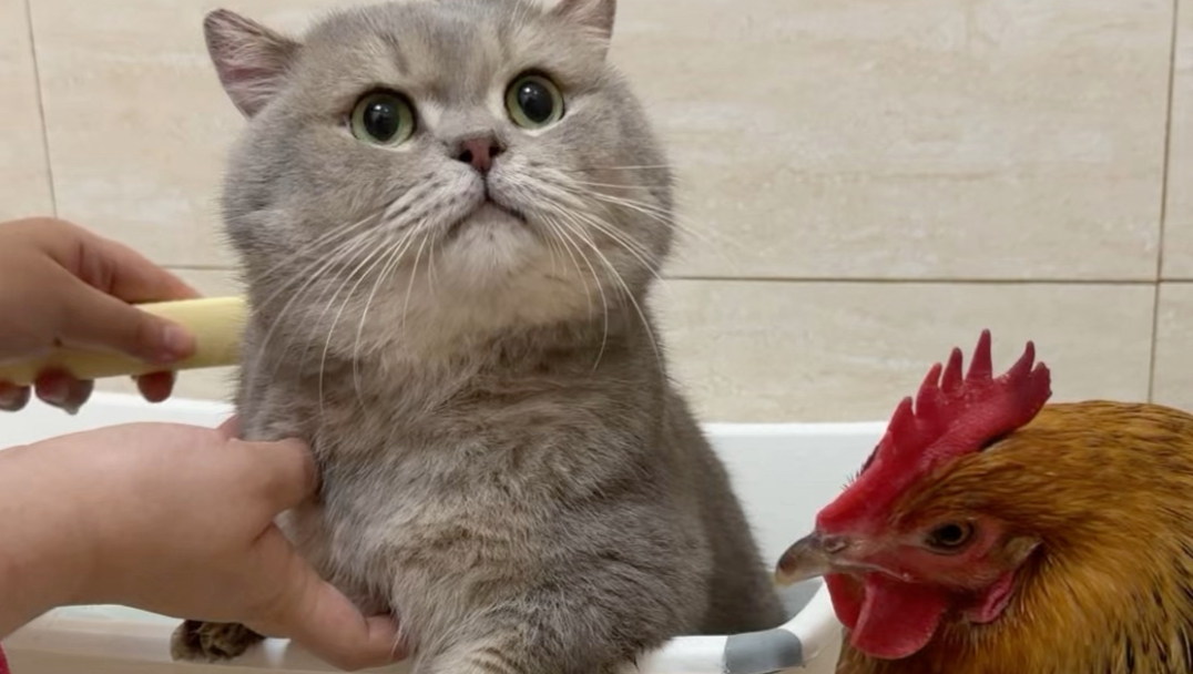 Maoli Zi: I don’t know—my aura is just so graceful. - BiliBili