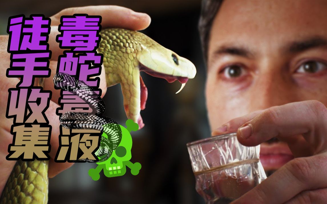 First-Person Thrilling Science Experiment: Collecting Venom from a ...