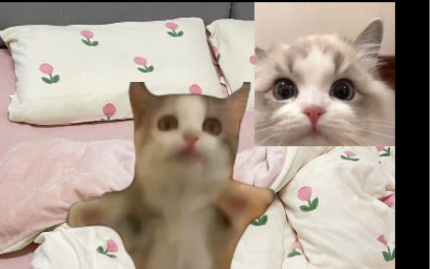 Today the cat finally met their online crush… and the result was ...