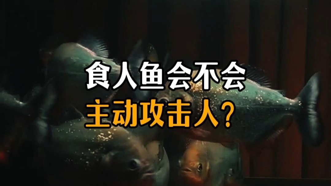 Do piranhas actively attack humans? - BiliBili