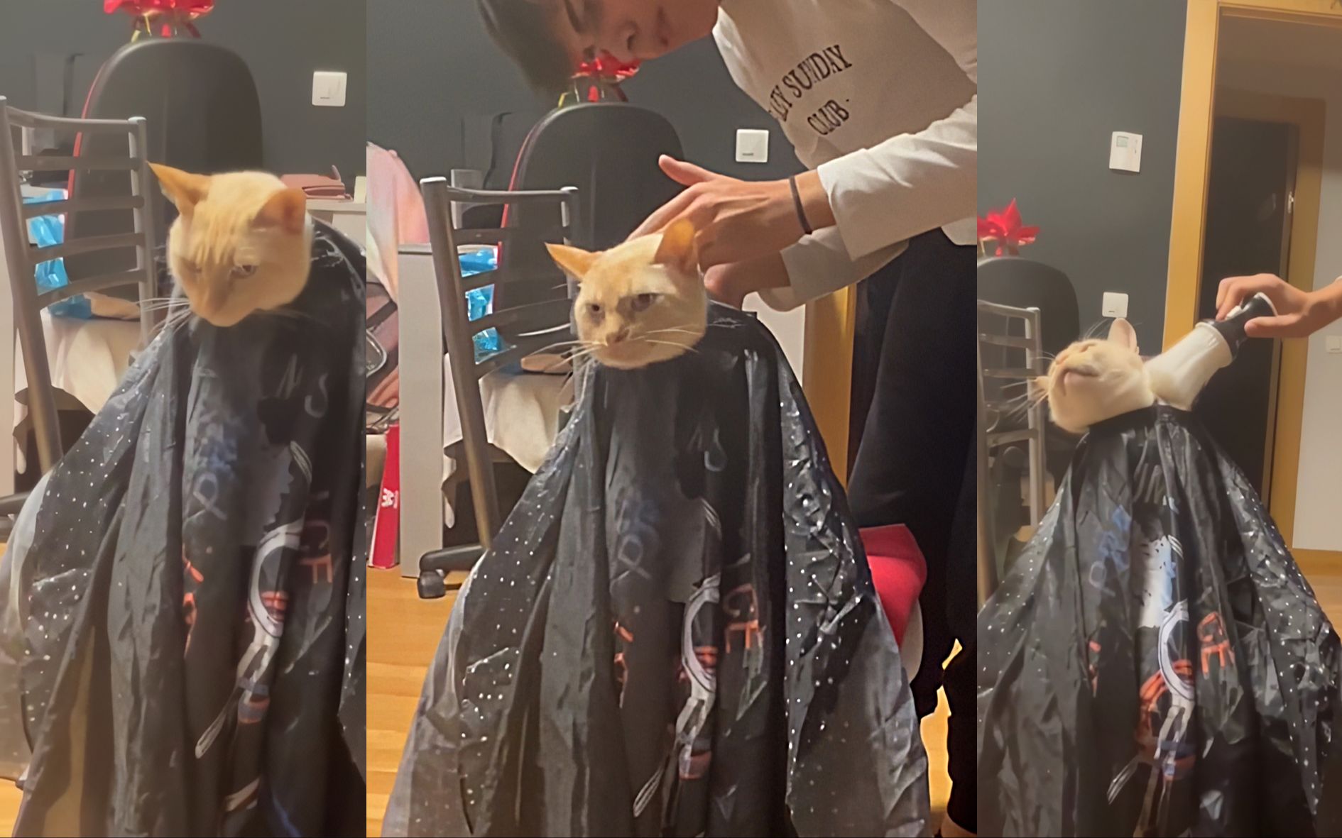 For the sake of cat food, I’ve gotta play along. - BiliBili