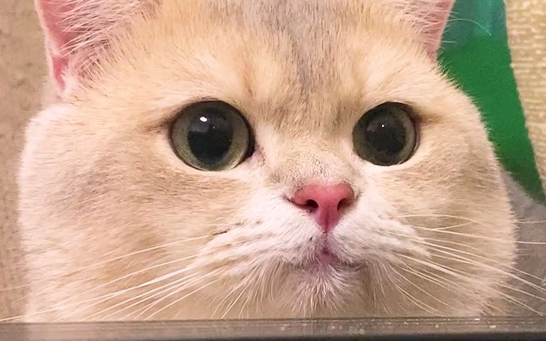 Don’t leave this video without feeling happy! - BiliBili