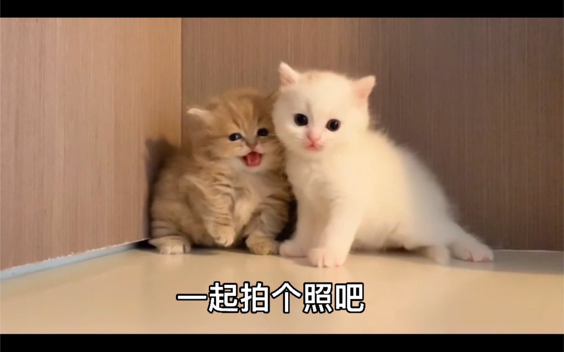 These two little ones are just too cute! - BiliBili