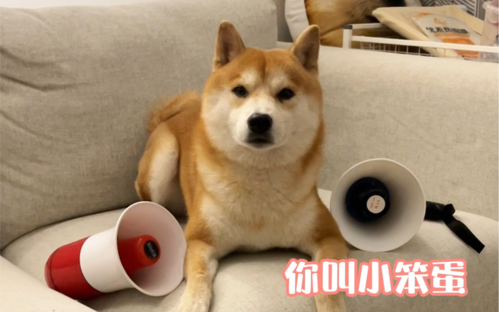 Apakah Anjing Benar-Benar Bisa Mengingat Namanya Sendiri? - Bstation