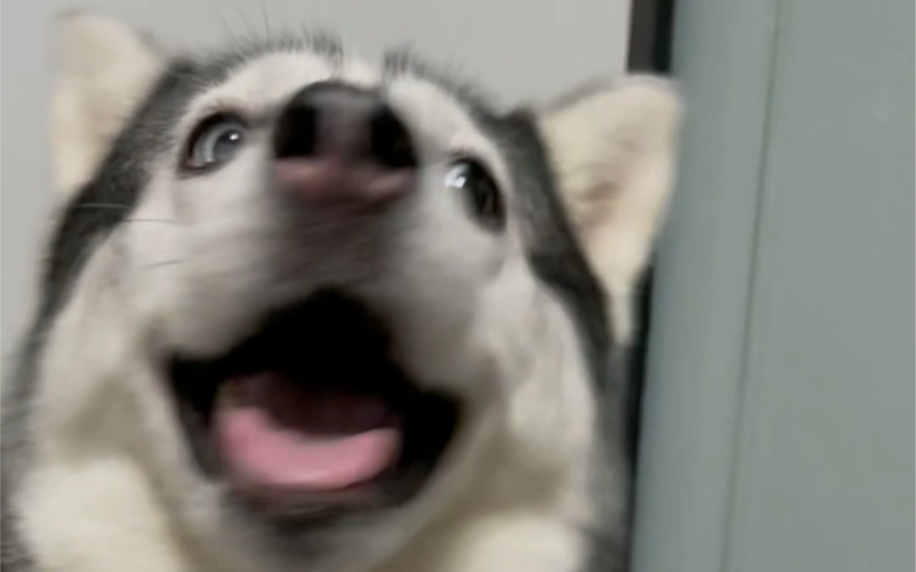 Even if you’re a “dog,” you gotta know you can’t have your cake and eat ...