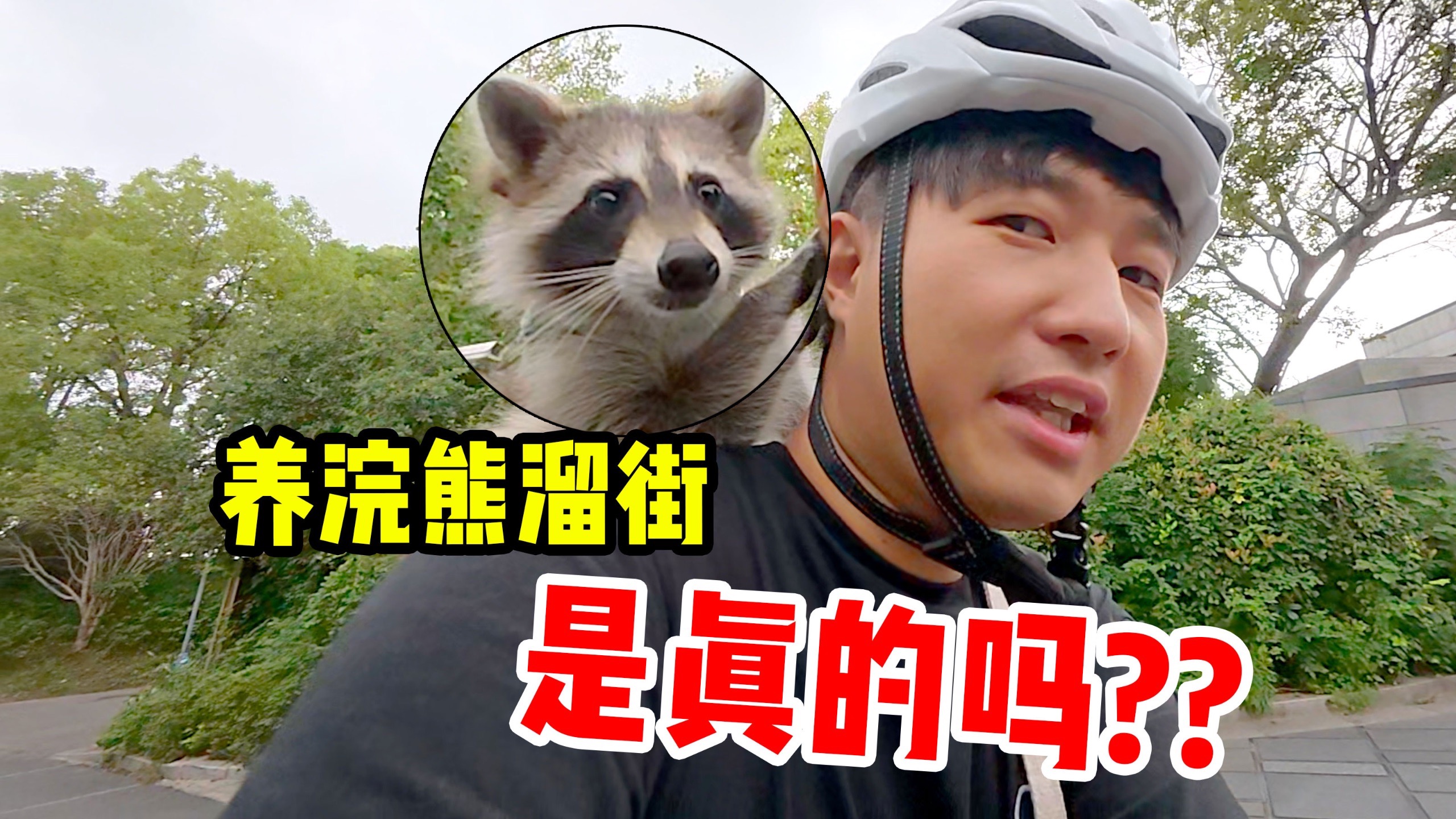 First thing the raccoon does when it comes home: rummaging through the ...