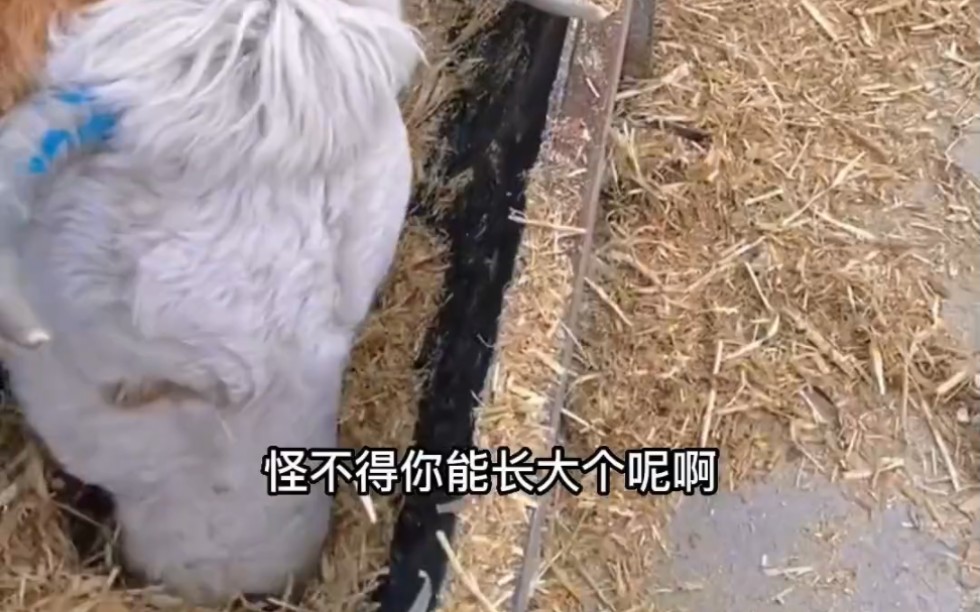 This crafty cow secretly hides its own feed while eating, gobbles up ...