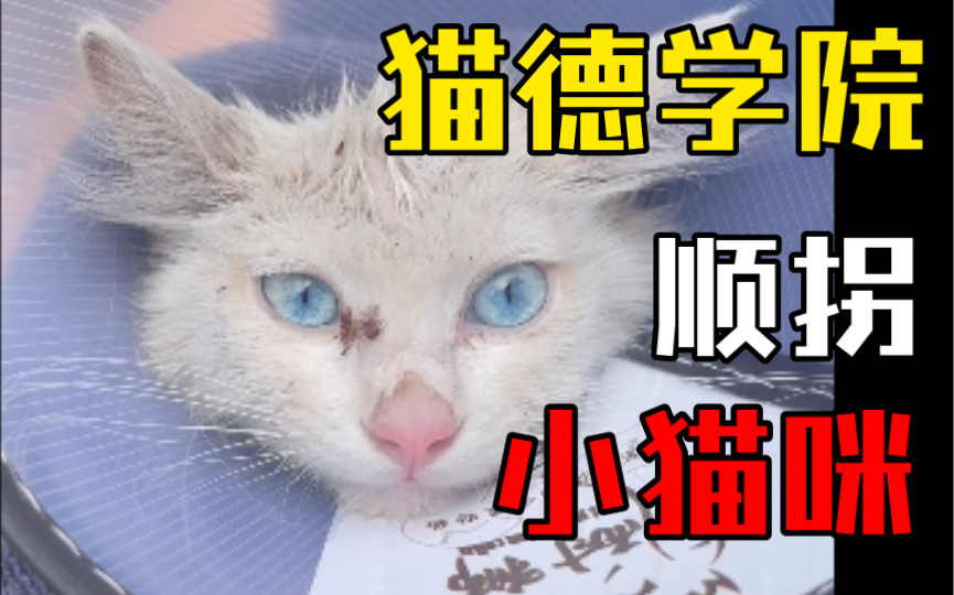 Cat De Academy Launches “Reverse Walking” Services and Successfully ...