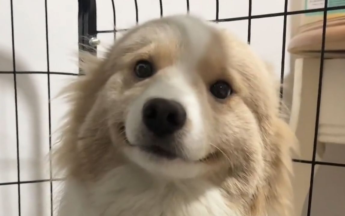 Dog: You don’t hit a smiling dog who’s reaching out! - BiliBili