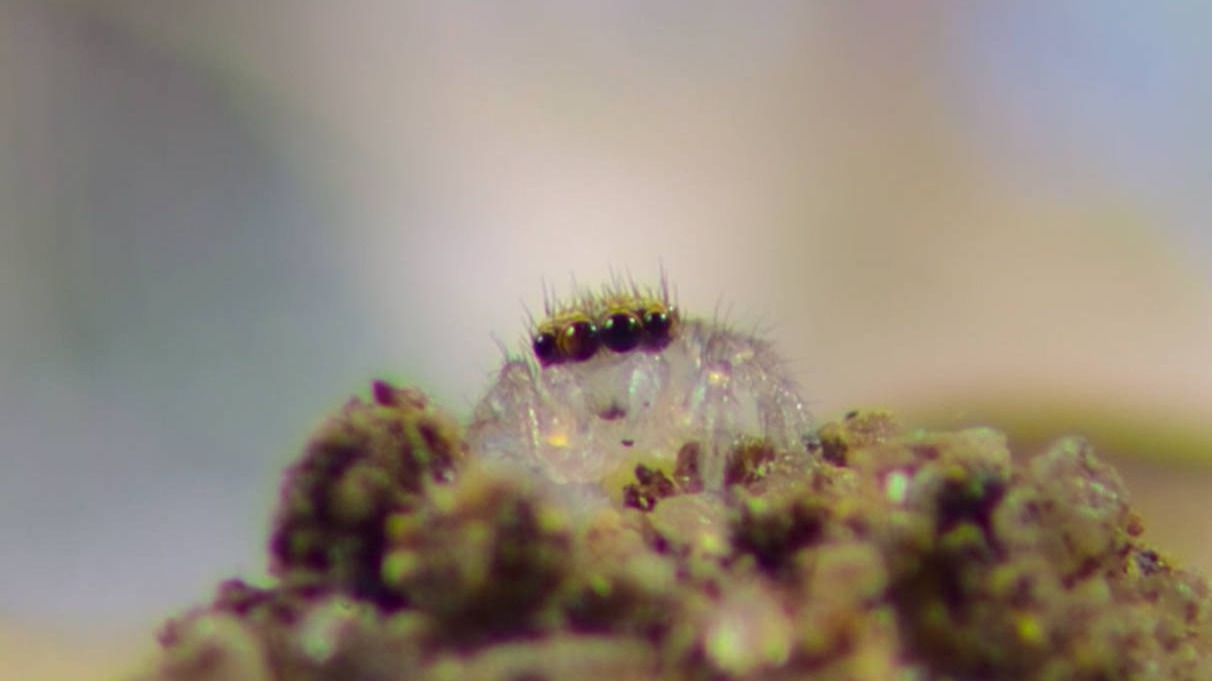 A 1mm peacock spider: the tiniest hunter in the forest | Hunter x ...