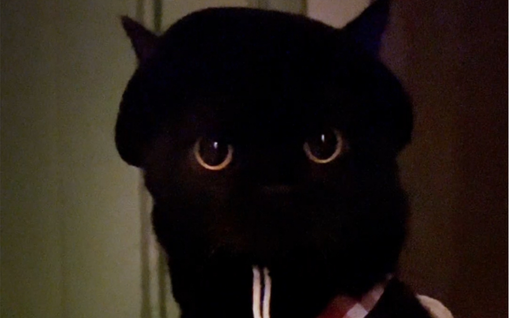 I seriously suspect that the German cat isn’t just dumb—it can’t even ...