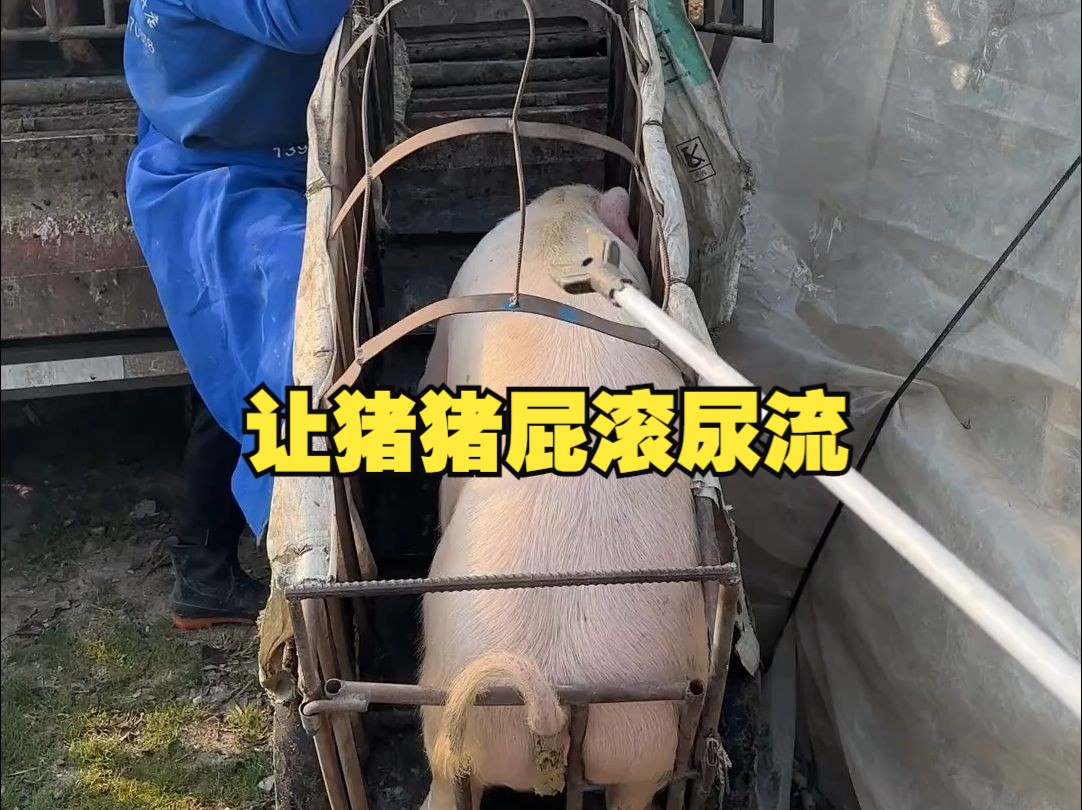 Make the Pigs Pee Themselves in Fear! - BiliBili