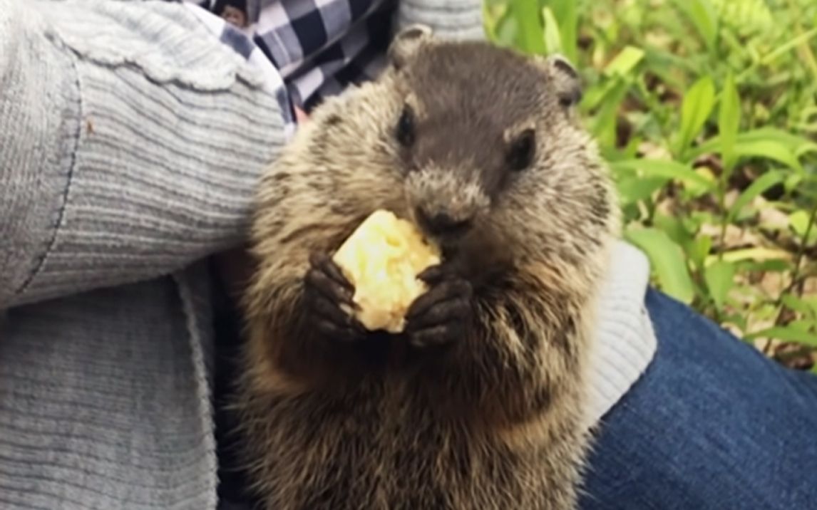 A groundhog who's been following passersby, hoping to be taken home ...