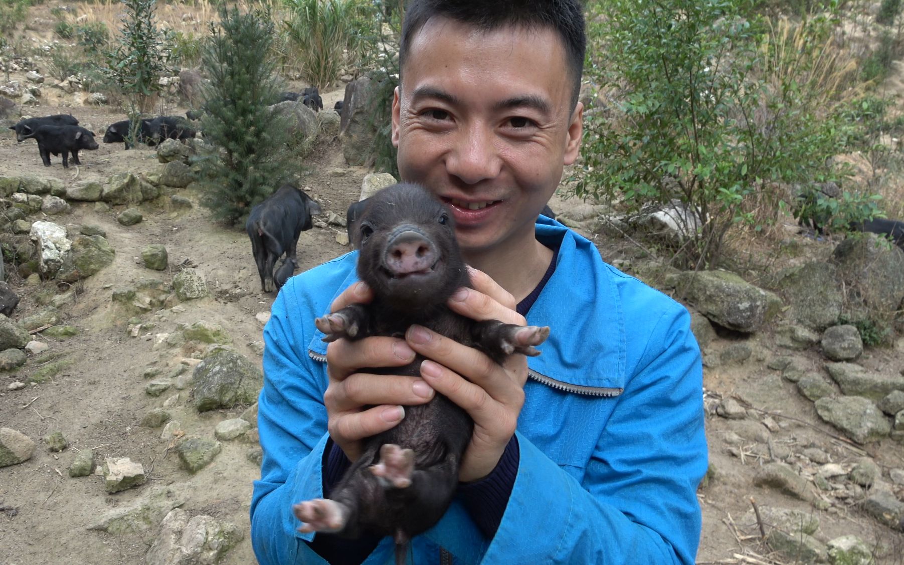 Hua Nong Brothers: New Year’s almost here! I heard the fragrant pigs at ...