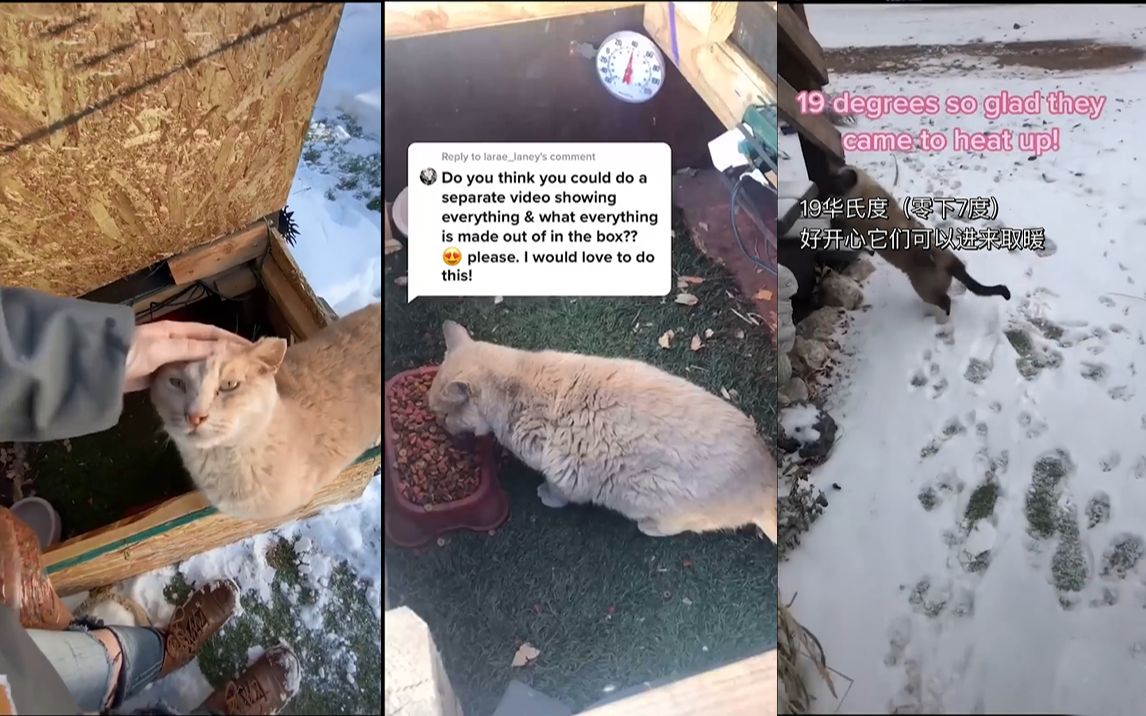 Heartwarming: Building a Cozy Shelter to Keep Stray Cats Warm - BiliBili
