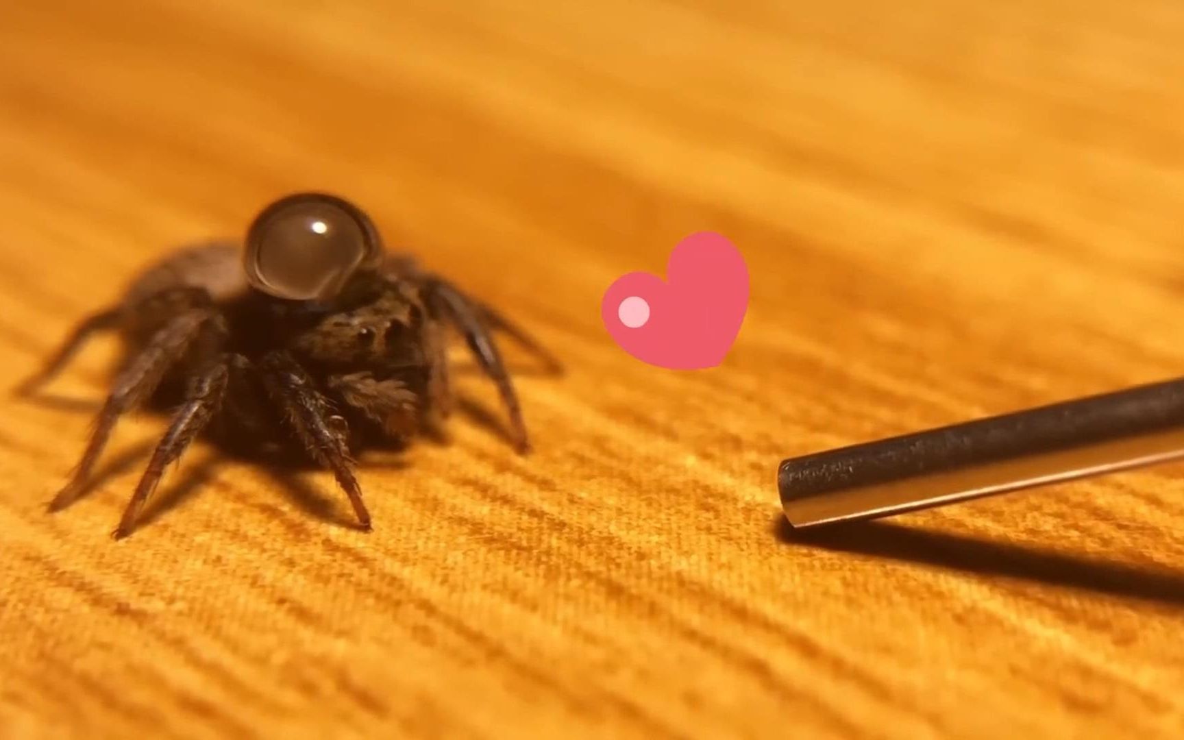 The owner made a "water drop hat" for the little jumping spider, which ...