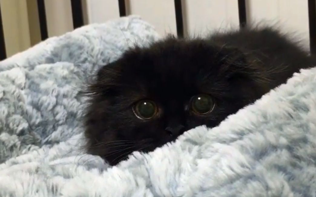 Super-cute little black kitten—so dark and a bit mischievous, it’s just ...