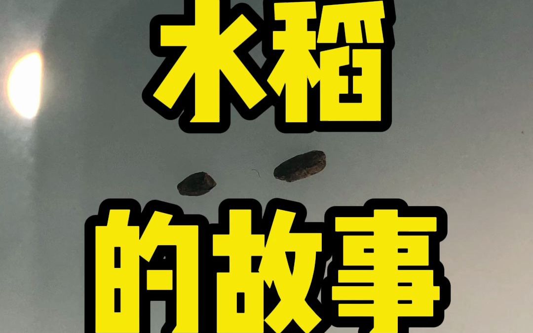 Ancient Cats | When Did “Foodie Humans” Start Eating Like Crazy? - BiliBili