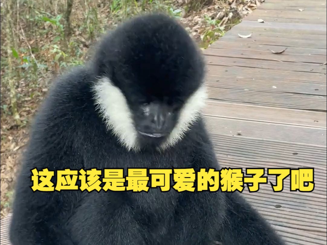 This has to be the cutest monkey ever! - BiliBili