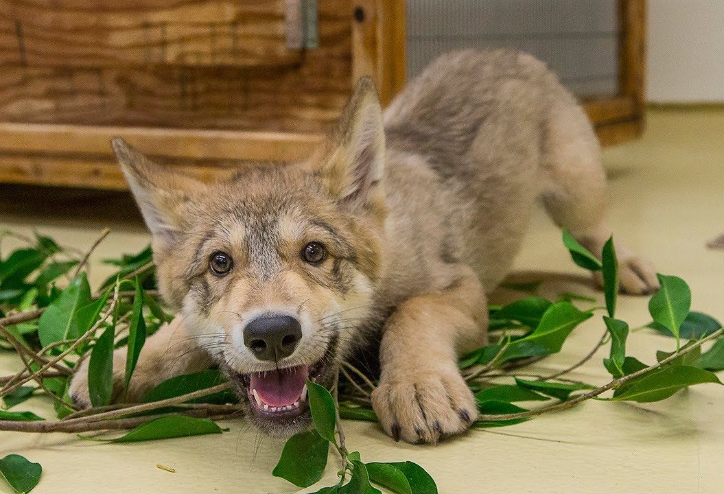 Cute Baby Wolf Shadow Plays at the San Diego Zoo | Adorable Little Wolf ...