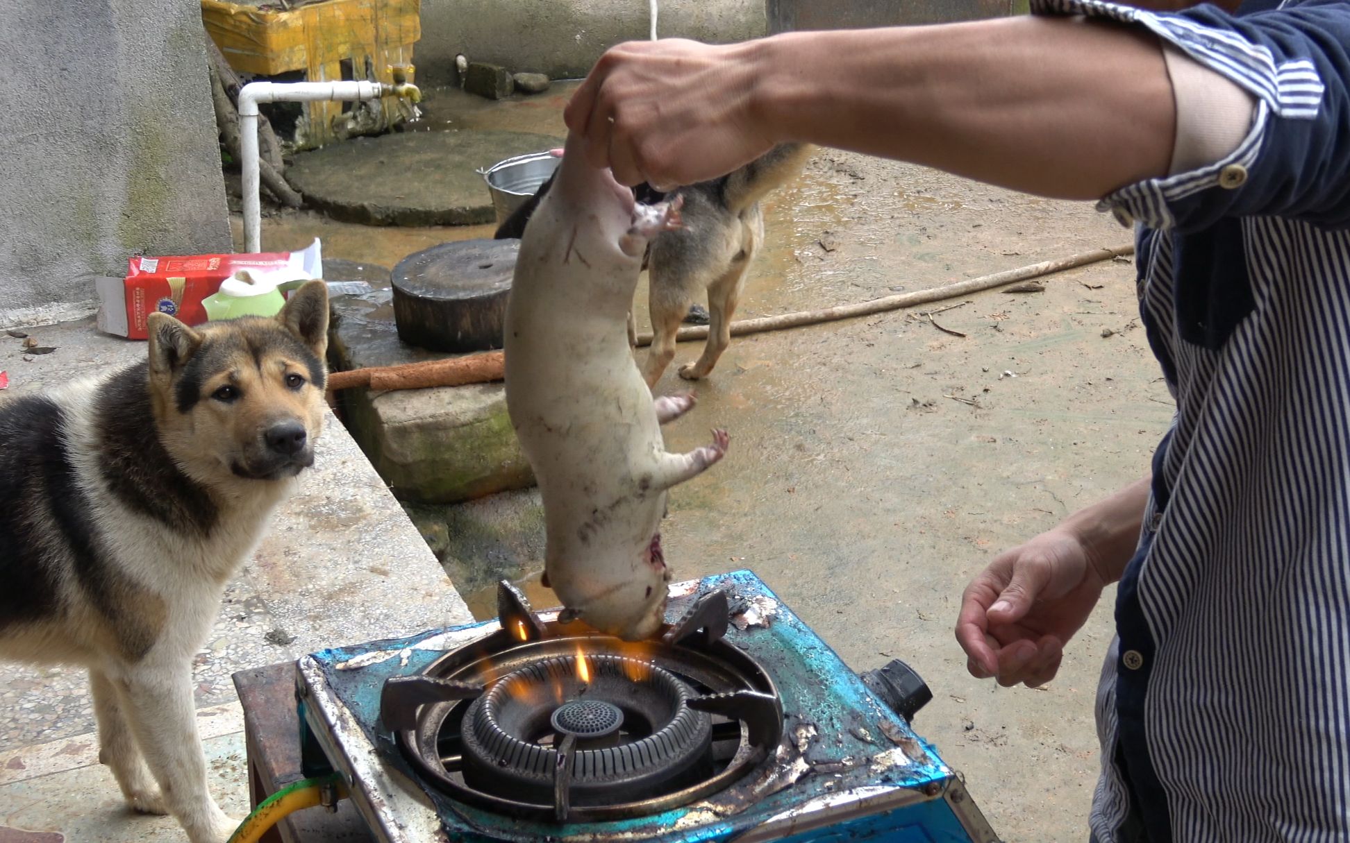 Hua Nong Brothers: This bamboo rat caught a chill—no choice, we had to ...