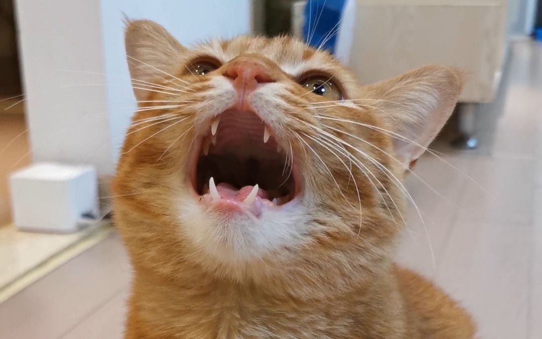 A Kitten Shows You How to Sing with the Perfect “Angry Voice” - BiliBili