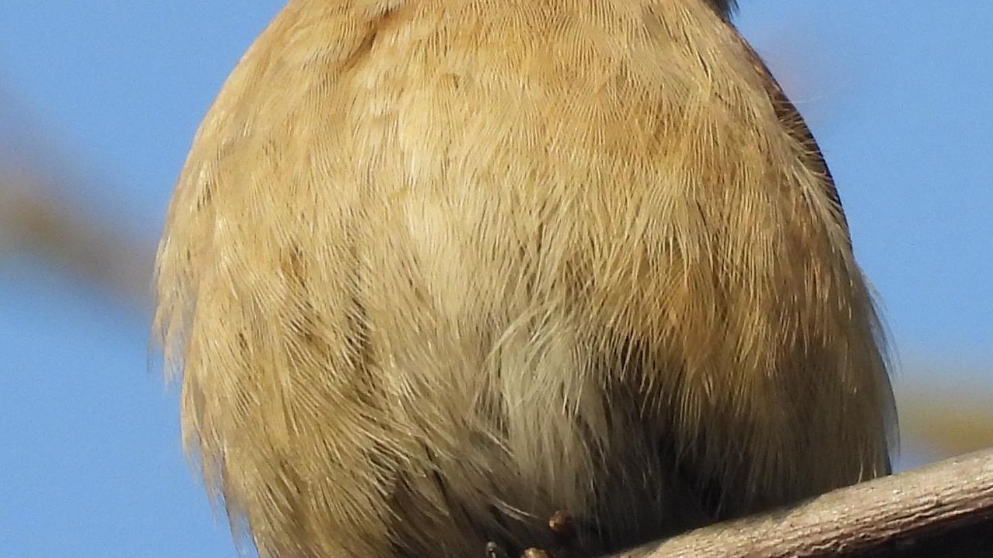 Human, you can cry in the bird’s broad chest. - BiliBili