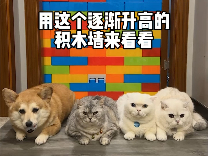 Uji lompat tinggi tiga kucing dan satu anjing di rumah saya—siapa yang ...