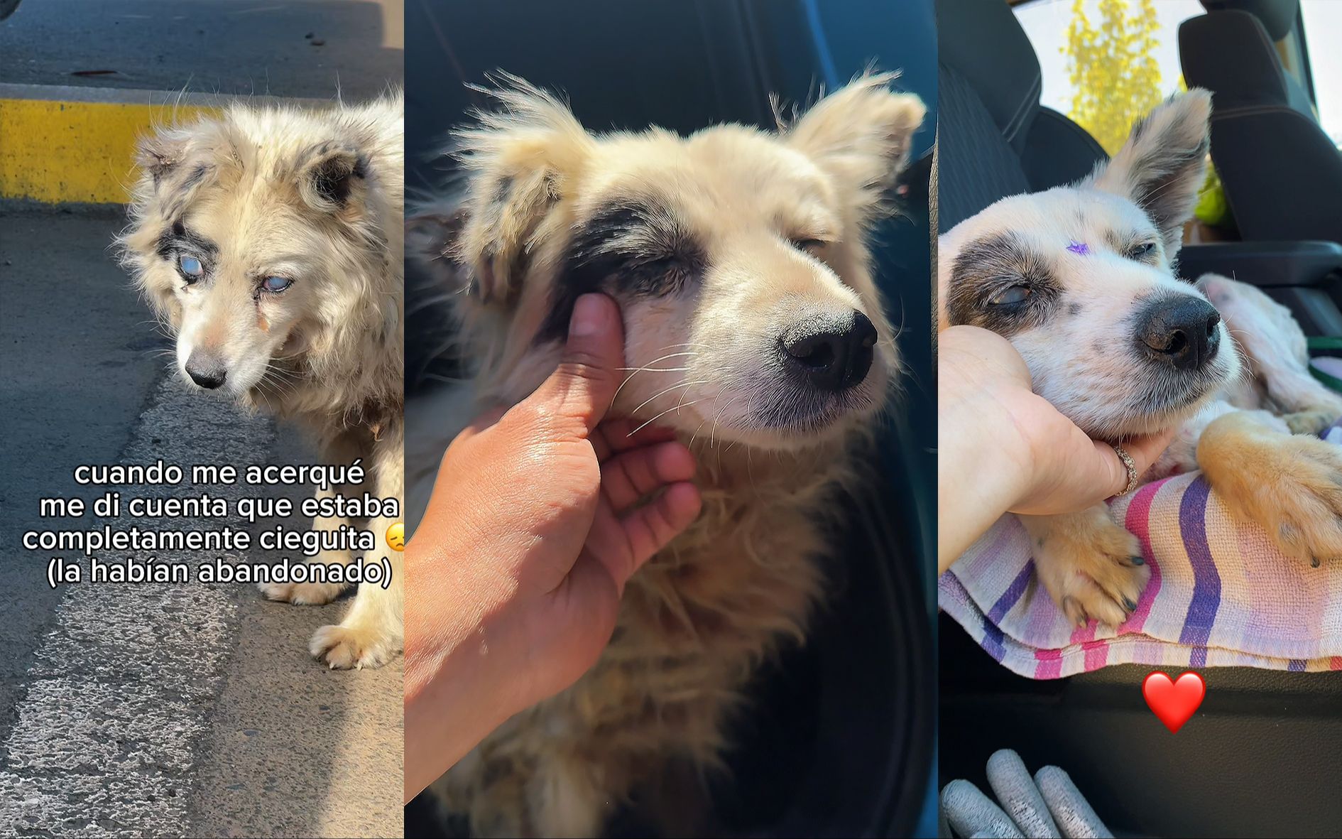 The Story of a Blind Dog Who Was Abandoned - BiliBili