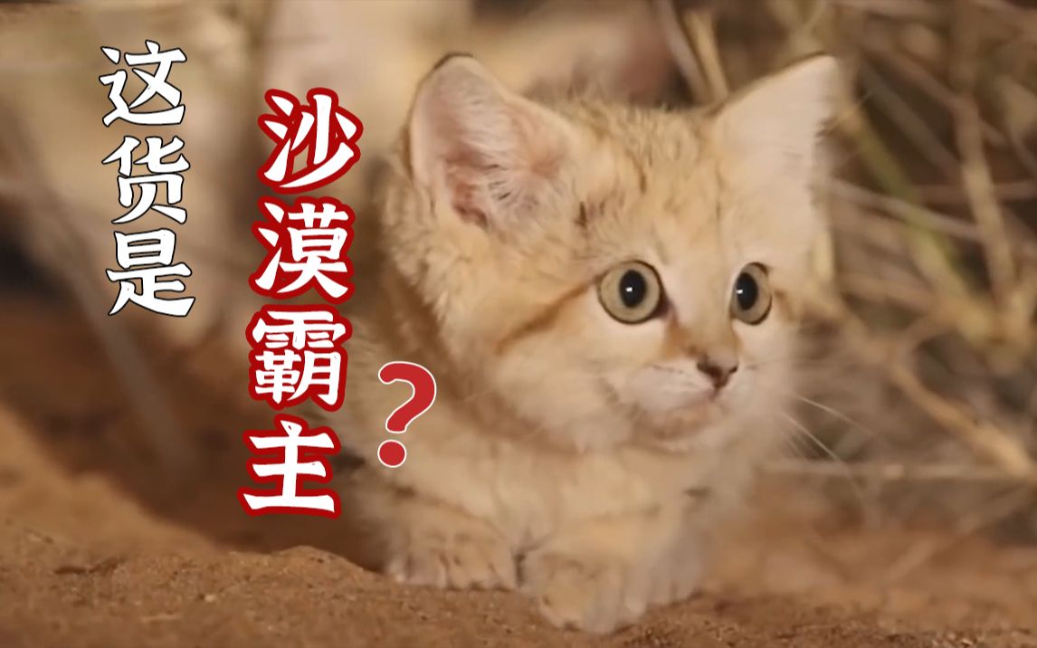Hunt me now! The Sahara Desert’s top predator: the irresistibly cute ...