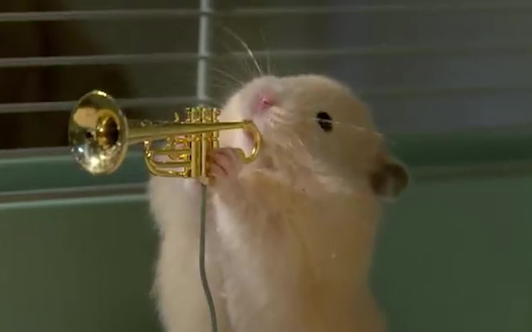 Hamster Jazz Band – There’s a surprise at the end! - BiliBili