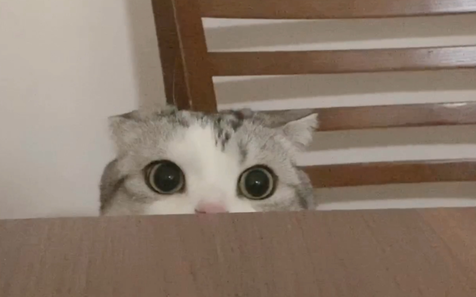 Little kitty spies on people eating at the table, its tiny ears ...