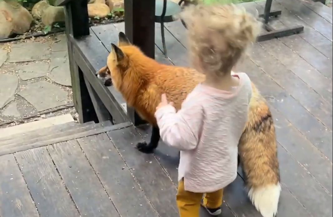 Fox: Keep your kid in check—they’re way too loud! - BiliBili