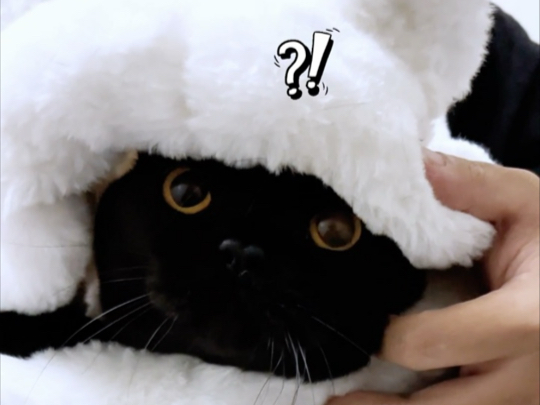 Kucing e dulu yang menikmati dunia, kucing i lebih baik ngemper di ...