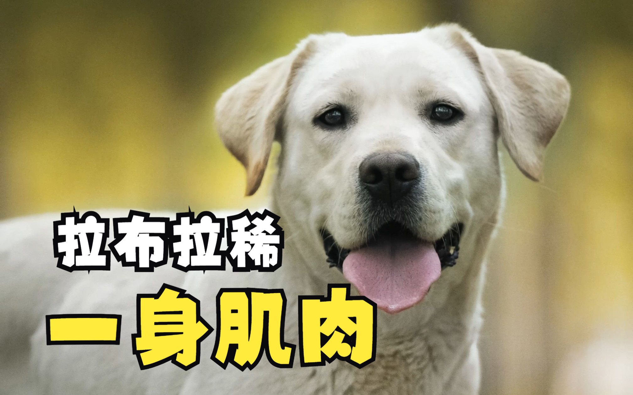 [Labrador] Encountered a Laobala who loves pooping in the village ...