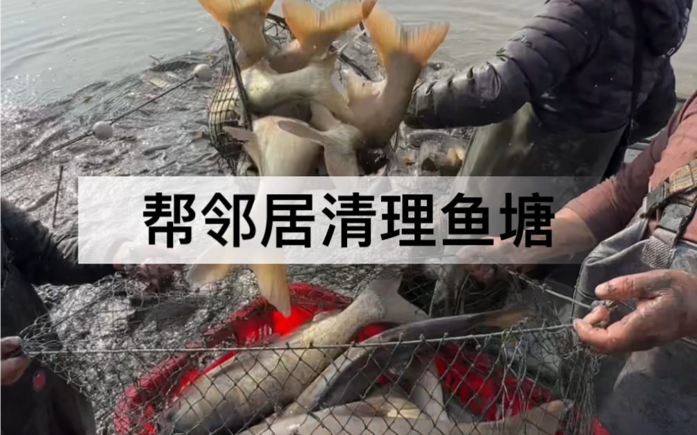 I heard the neighbors are draining their fish pond—not to split the ...