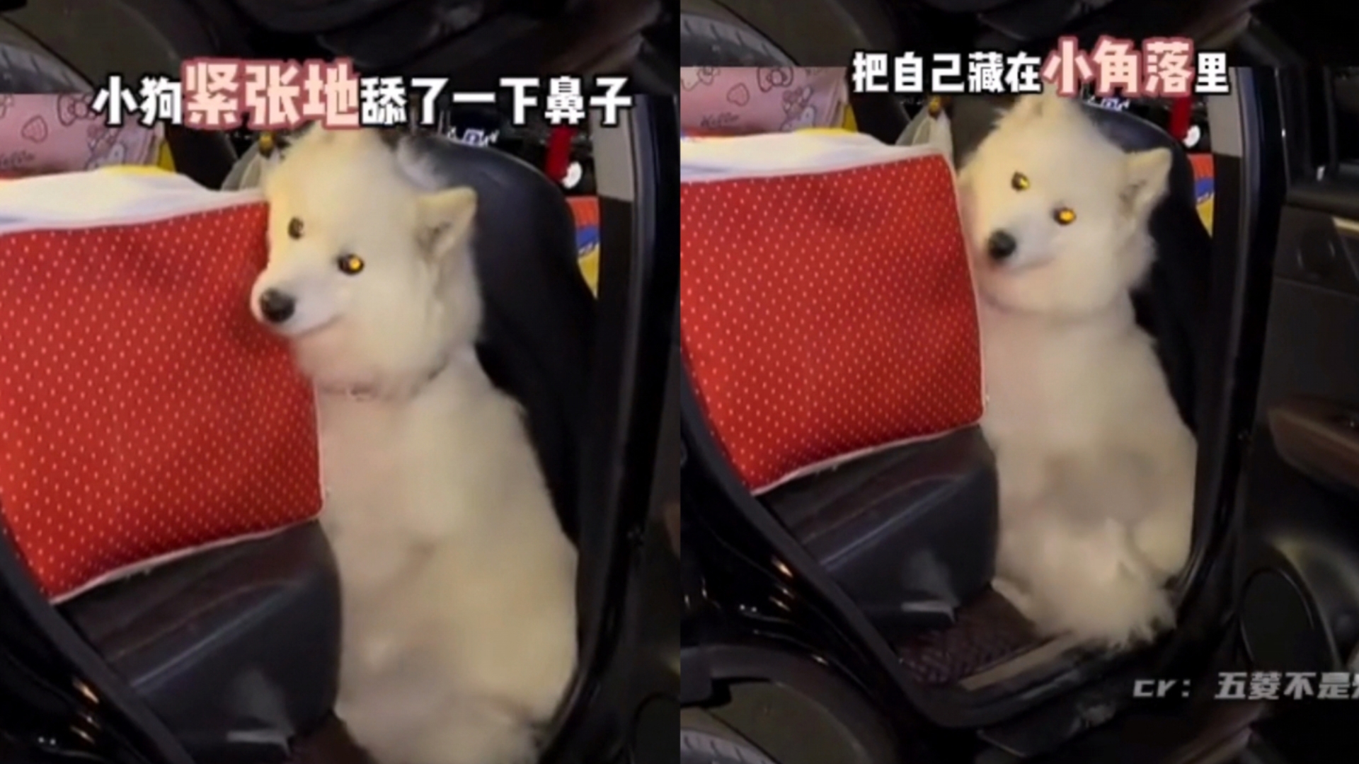 Turns out there’s a whole art to moving with cats and dogs—otherwise ...