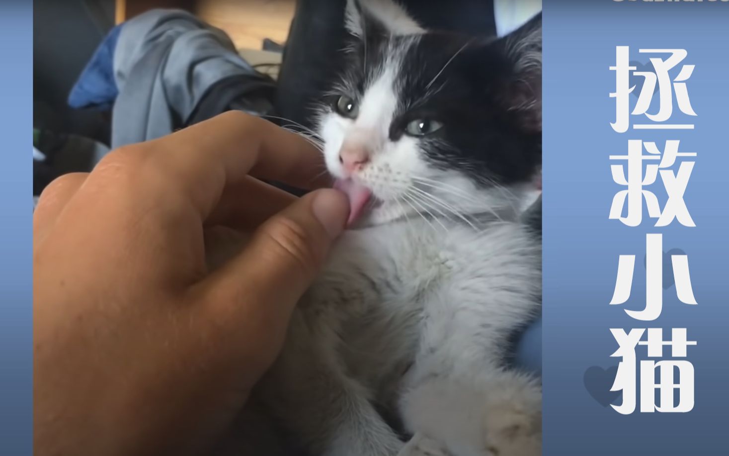 Stray Kitten Actively Reaching Out to Humans for Help - BiliBili