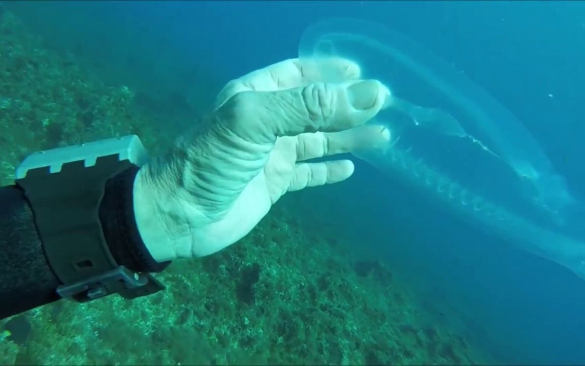 Transparent Ocean Creature That Looks Like a Fish: Salp - BiliBili