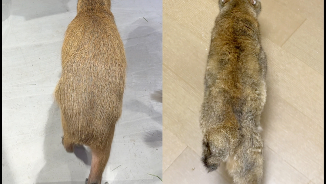 Just tell me, is Sister Mei a Bunny Cat, a Groundhog Cat, or a Capybara ...